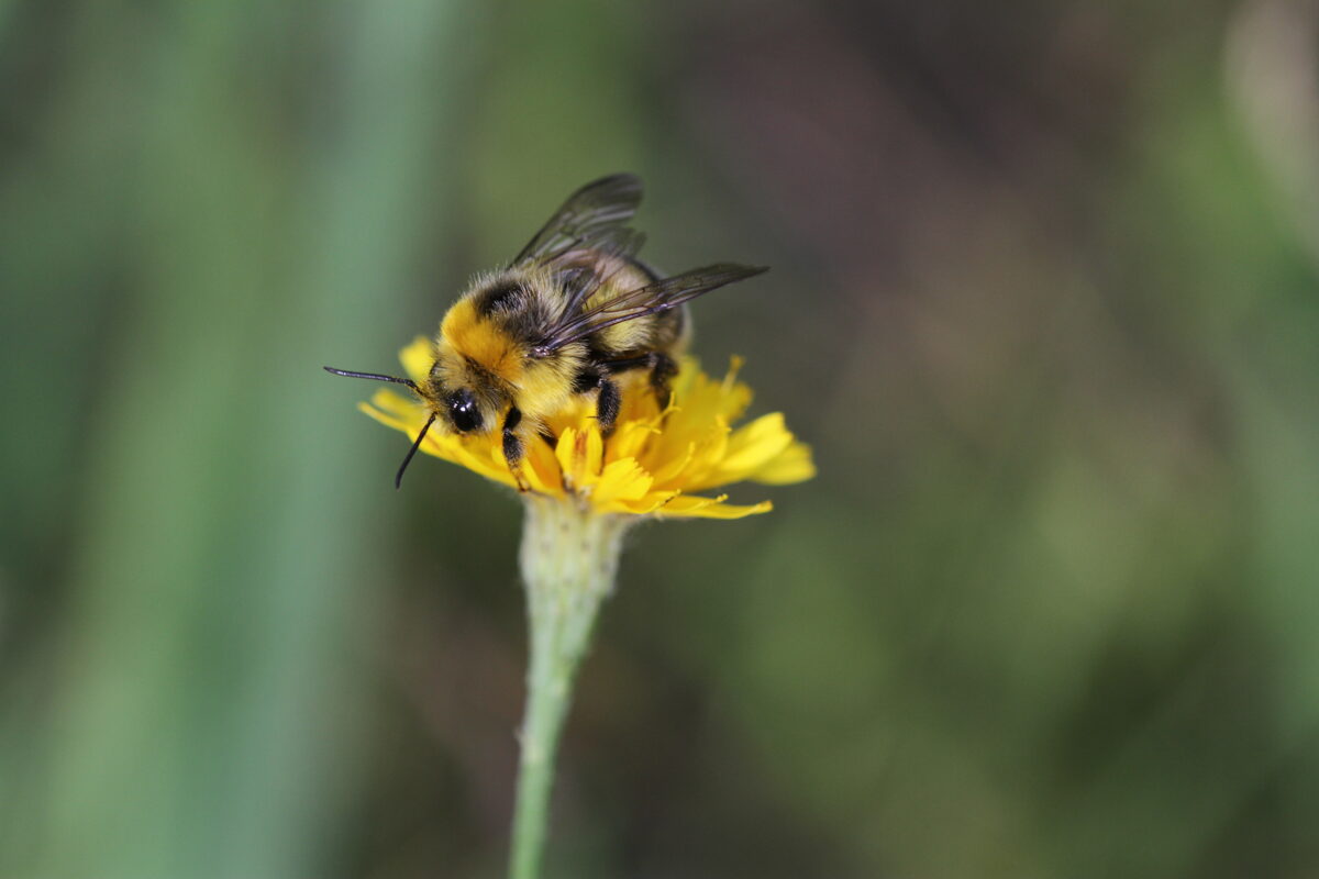 Latvijas Entomoloģijas biedrība - Bites